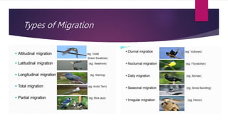 Animal Feeding Behaviour Migration and communication.pptx