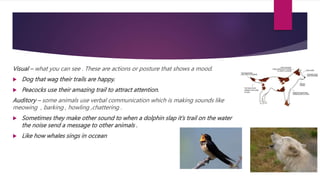 Animal Feeding Behaviour Migration and communication.pptx