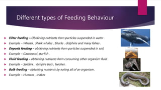 Animal Feeding Behaviour Migration and communication.pptx