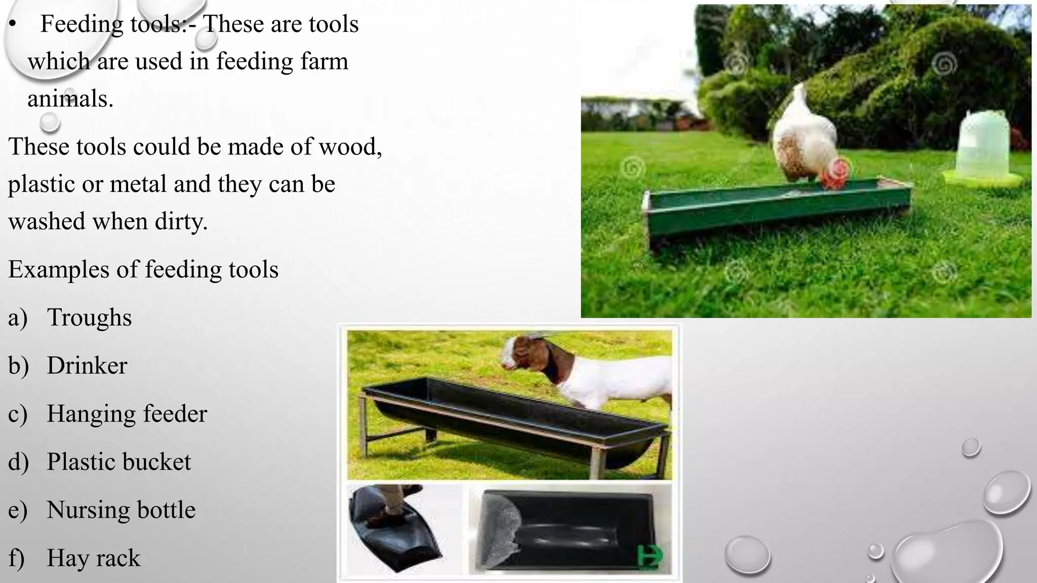 Animal Feeding Tools.pptx