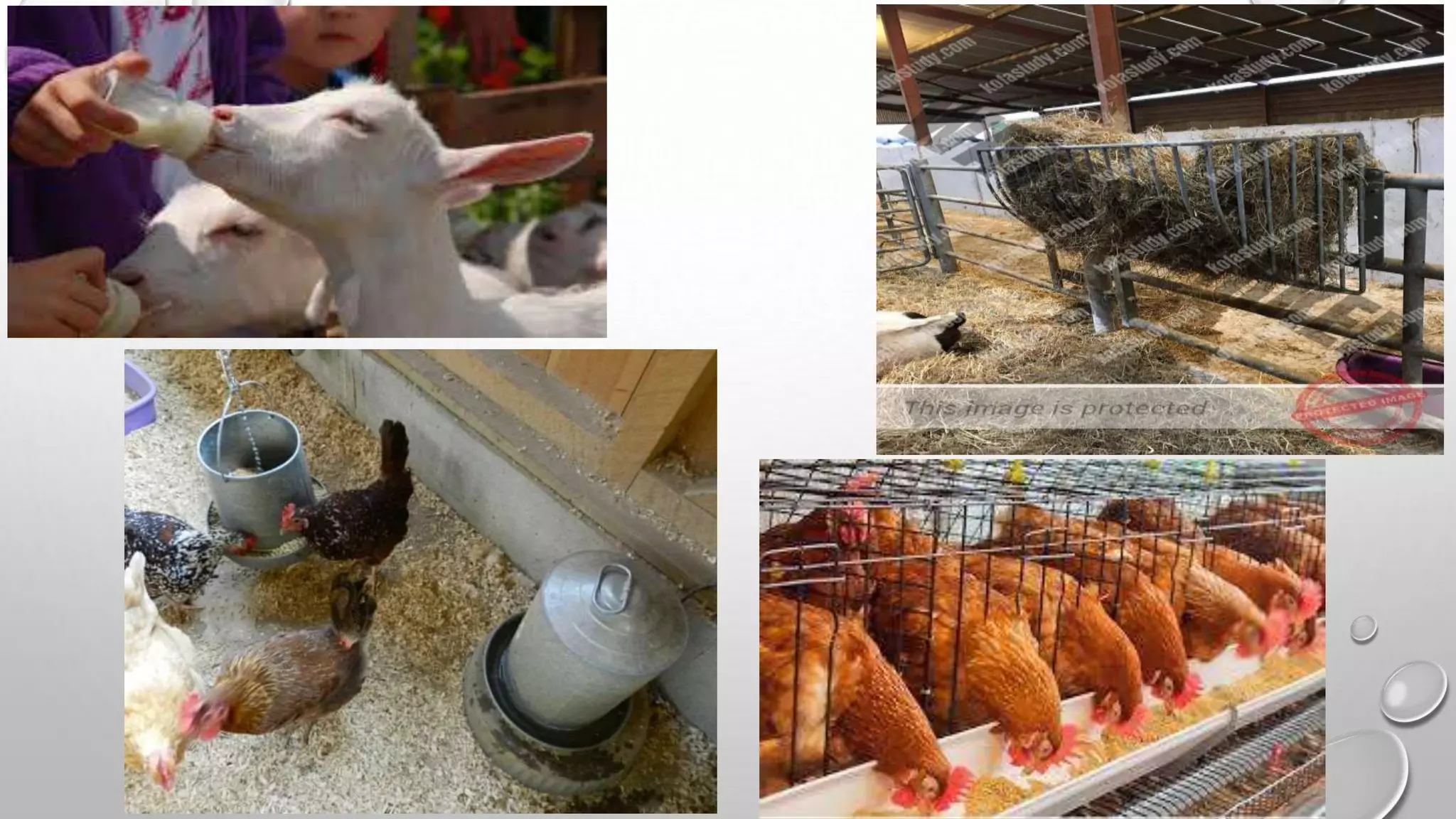 Animal Feeding Tools.pptx