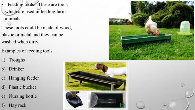 Animal Feeding Tools.pptx