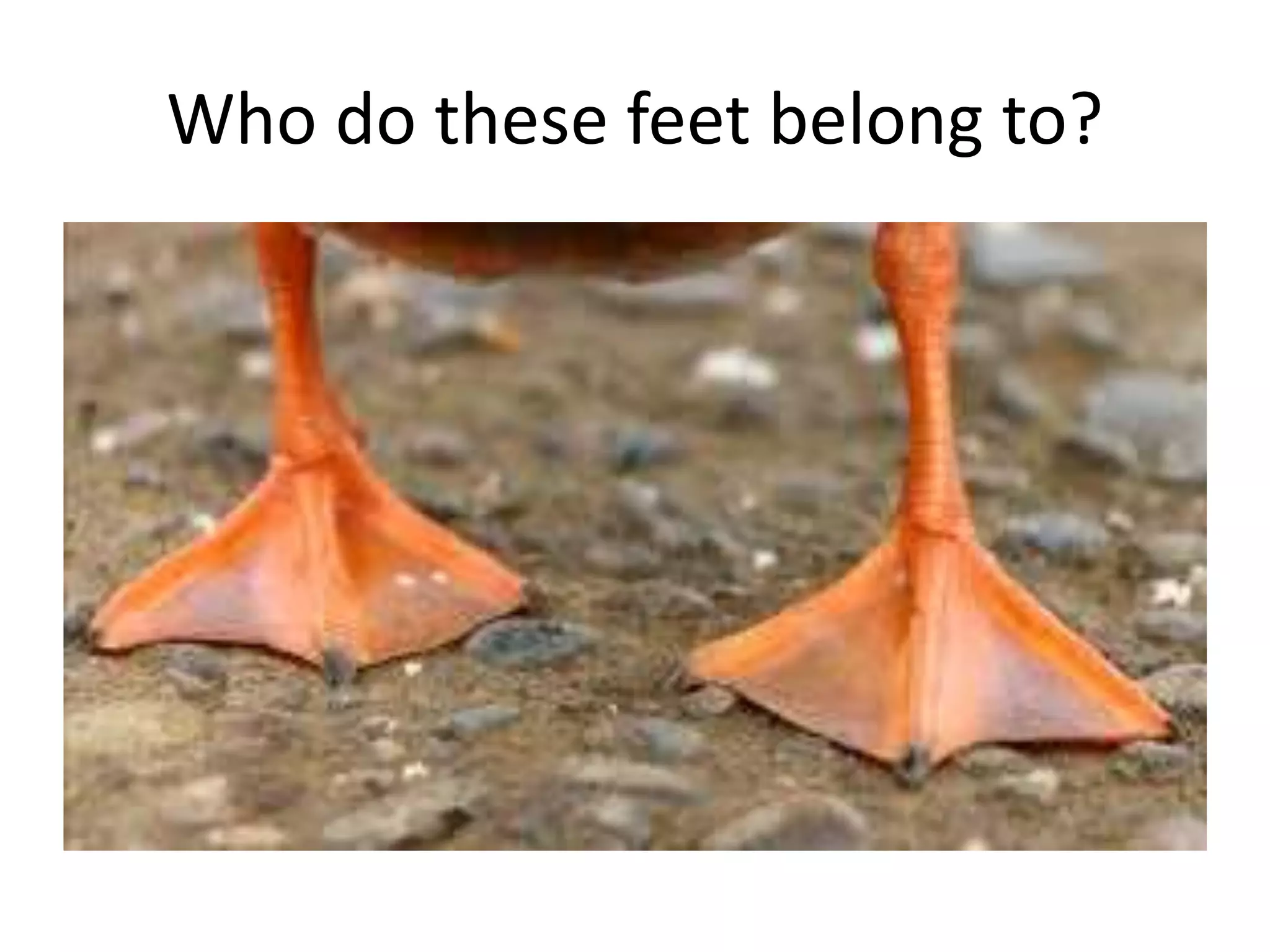 Animal feet pictures | PPTX