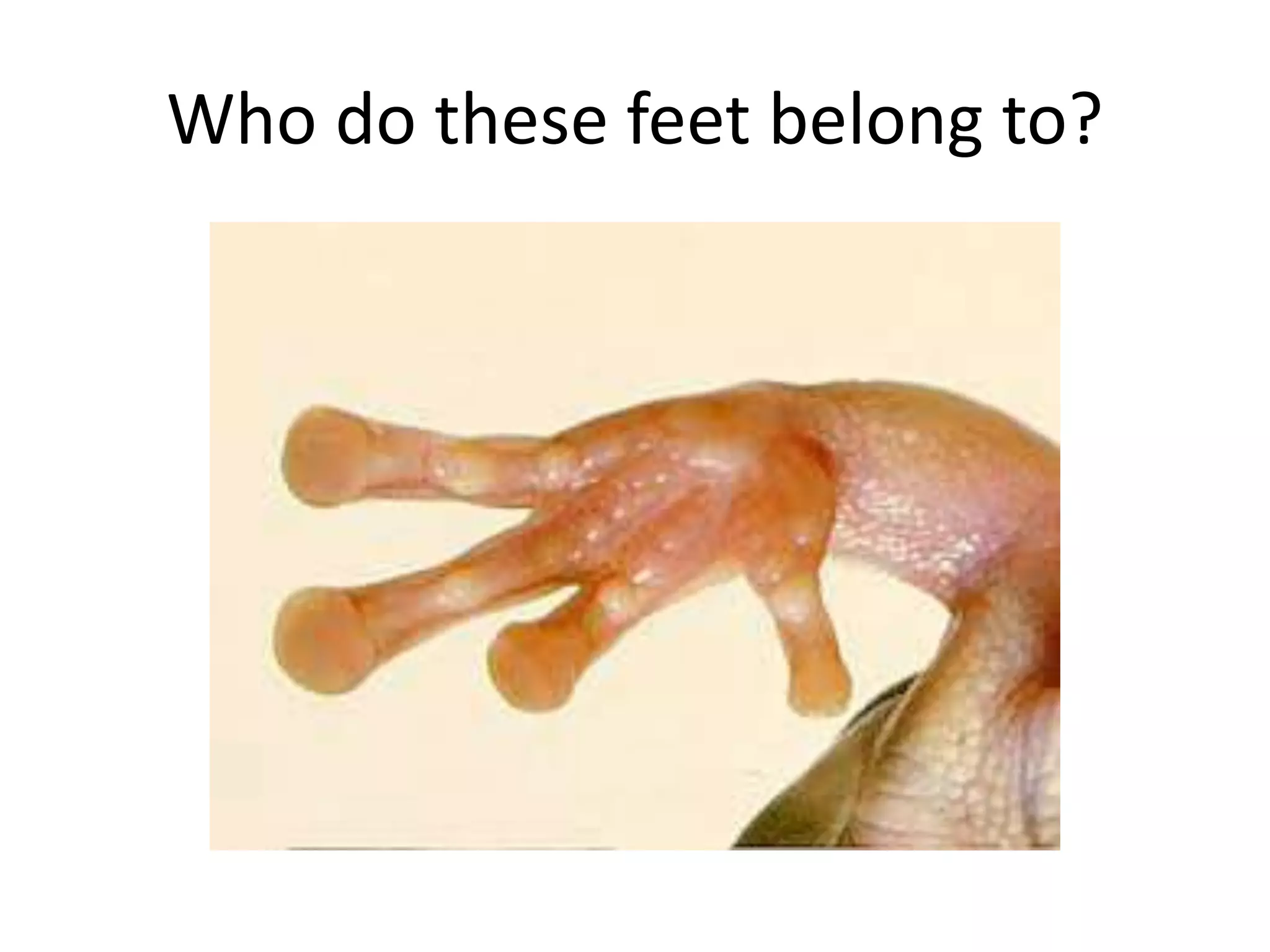 Animal feet pictures | PPT | Free Download