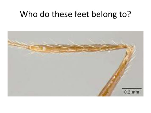 Animal feet pictures | PPTX