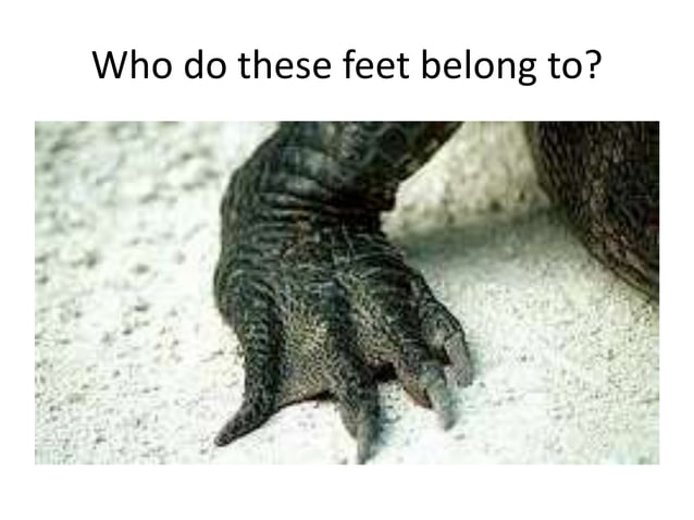 Animal feet pictures | PPTX