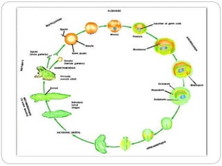 Fertilization In Animals
