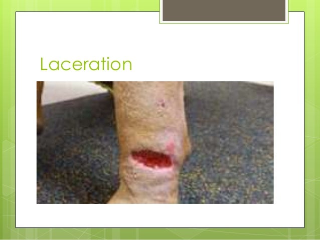 Animal first aid part 1