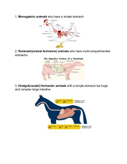 Animal Food Chain & Digestive System Of Animals!! | PDF