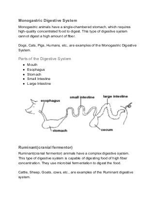 Animal Food Chain & Digestive System Of Animals!! | PDF