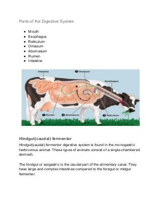 Animal Food Chain & Digestive System Of Animals!! | PDF