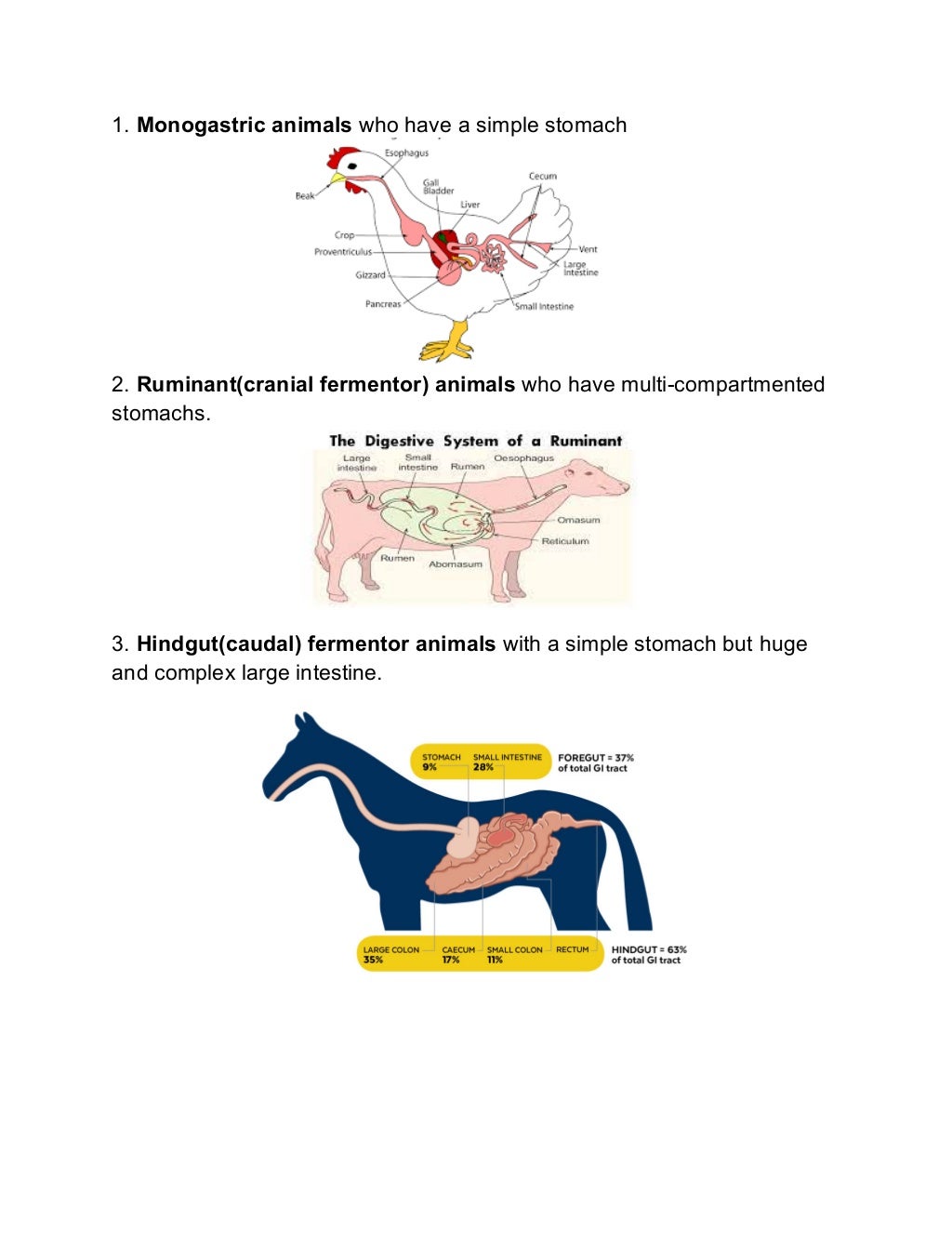 Animal Food Chain & Digestive System Of Animals!! | PDF
