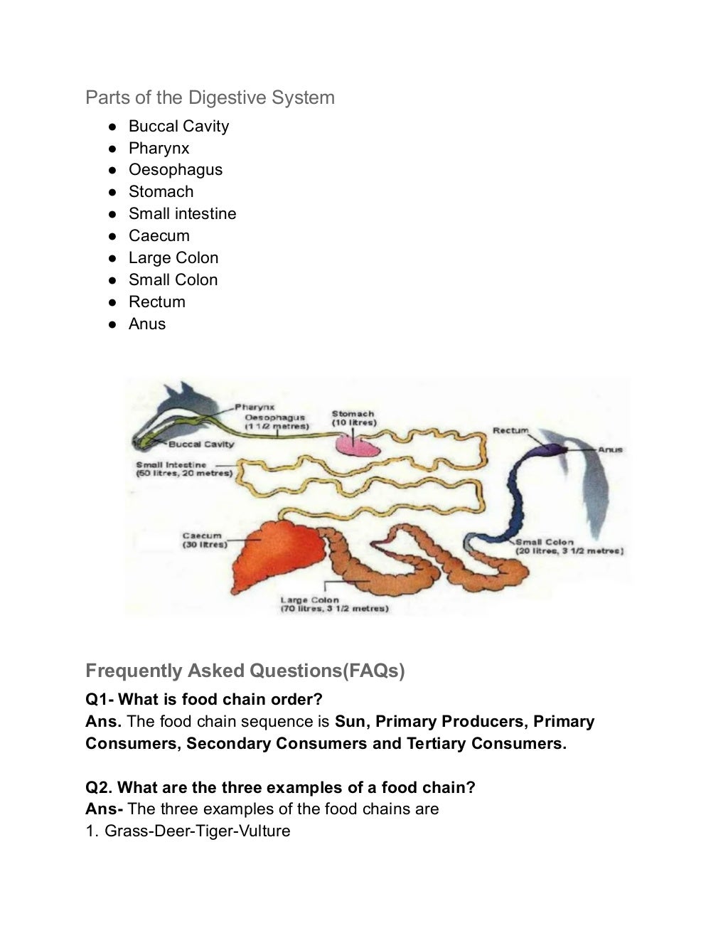 Animal Food Chain & Digestive System Of Animals!! | PDF