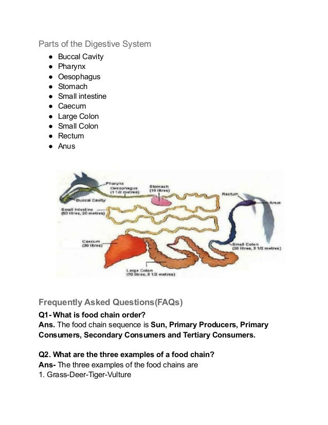 Animal Food Chain & Digestive System Of Animals!! | PDF