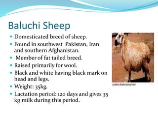 Animal farming in pakistan | PPTX