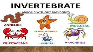 Animal forms | PPT