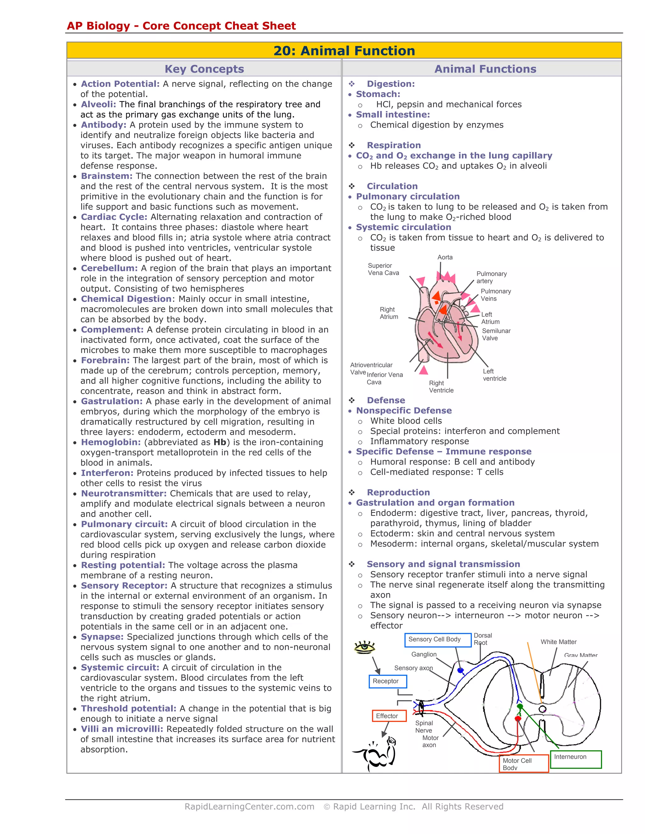 Animal function cheat sheet | PDF