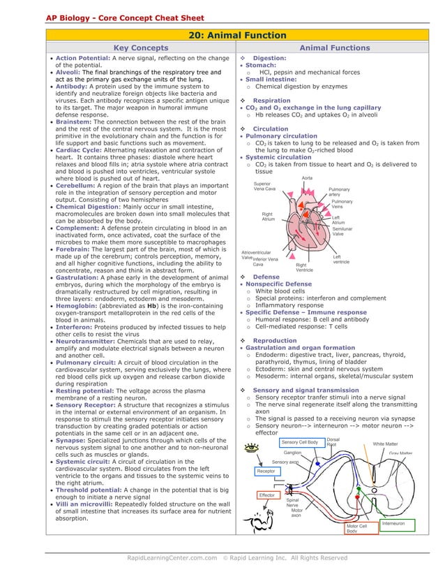 Animal function cheat sheet | PDF