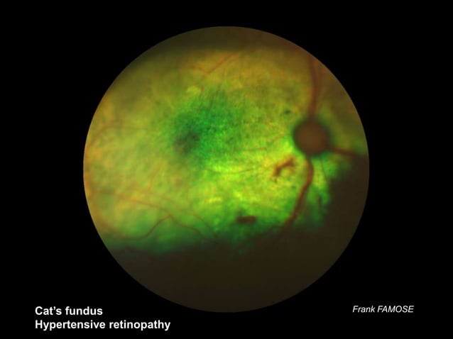 Animal fundus | PPT