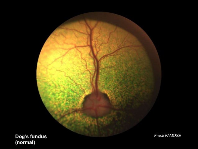 Animal fundus