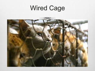 Animal fur trade | PPTX