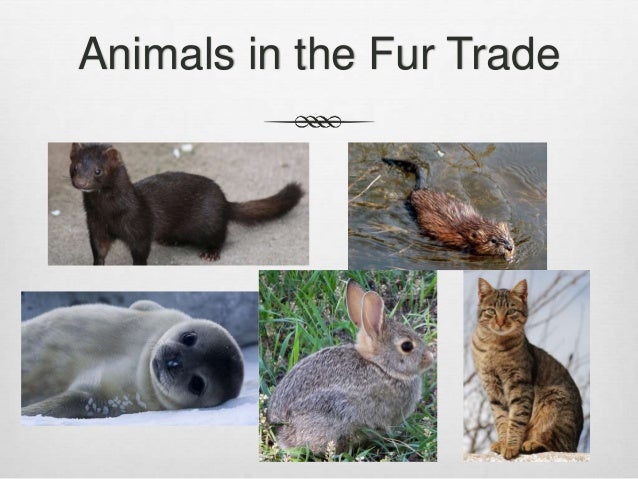 Animal fur trade