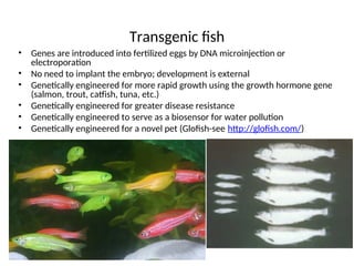 Animal Genetic Engineering in Animal Biotechnology | PPT | Free Download