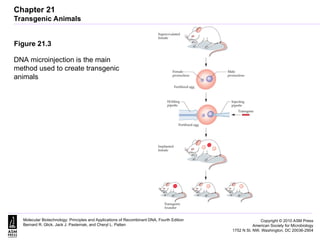 Animal Genetic Engineering in Animal Biotechnology | PPT