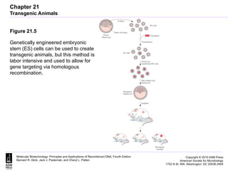 Animal Genetic Engineering in Animal Biotechnology | PPT