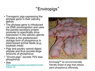 Animal Genetic Engineering 110816.ppt