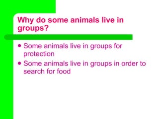 Animalgroups | PPT