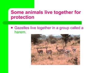 Animalgroups | PPT
