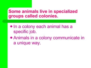 Animalgroups | PPT