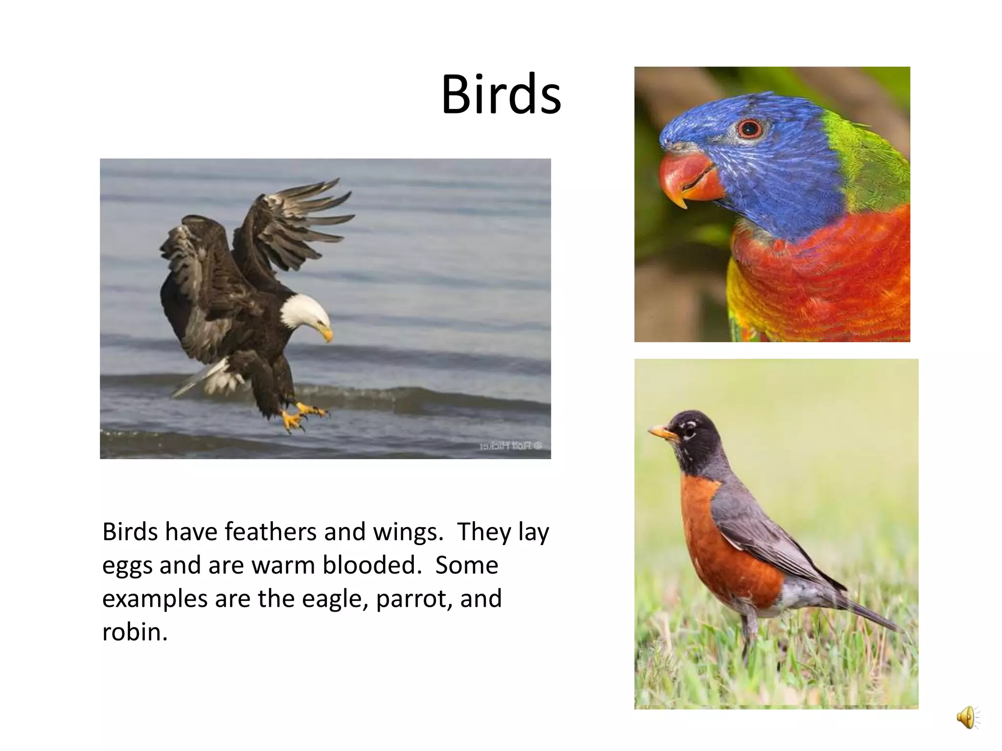 Animal Groups Basal Reader | PPTX