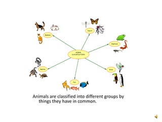 Animal Groups Basal Reader | PPTX