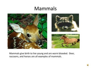 Animal Groups Basal Reader | PPTX