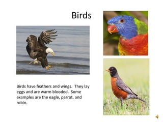 Animal Groups Basal Reader | PPTX