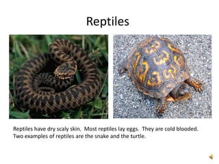 Animal Groups Basal Reader | PPTX