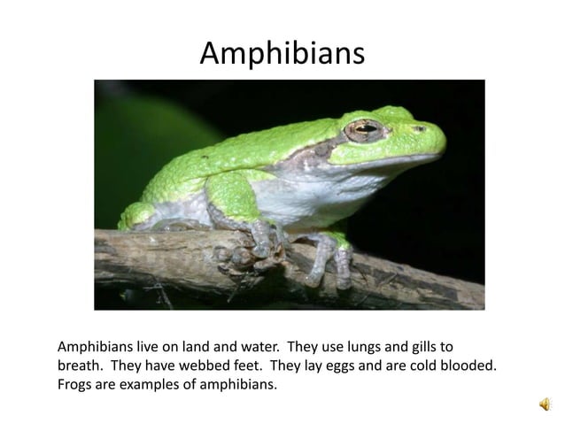 Animal Groups Basal Reader | PPT