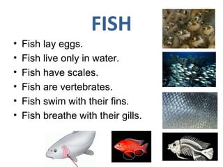 Animal KIngdom (ScienceandEnglish.com) | PPT | Reptiles | Pets