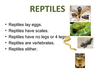 Animal KIngdom (ScienceandEnglish.com) | PPT | Reptiles | Pets
