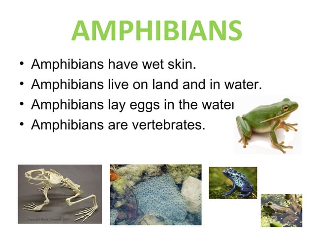 Animal KIngdom (ScienceandEnglish.com) | PPT | Reptiles | Pets