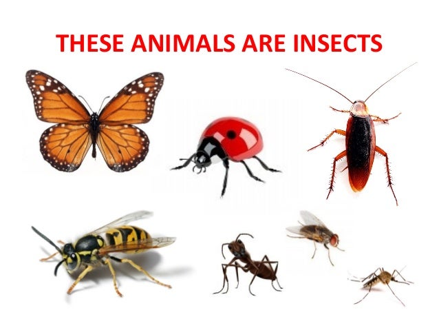 Animal KIngdom (ScienceandEnglish.com)