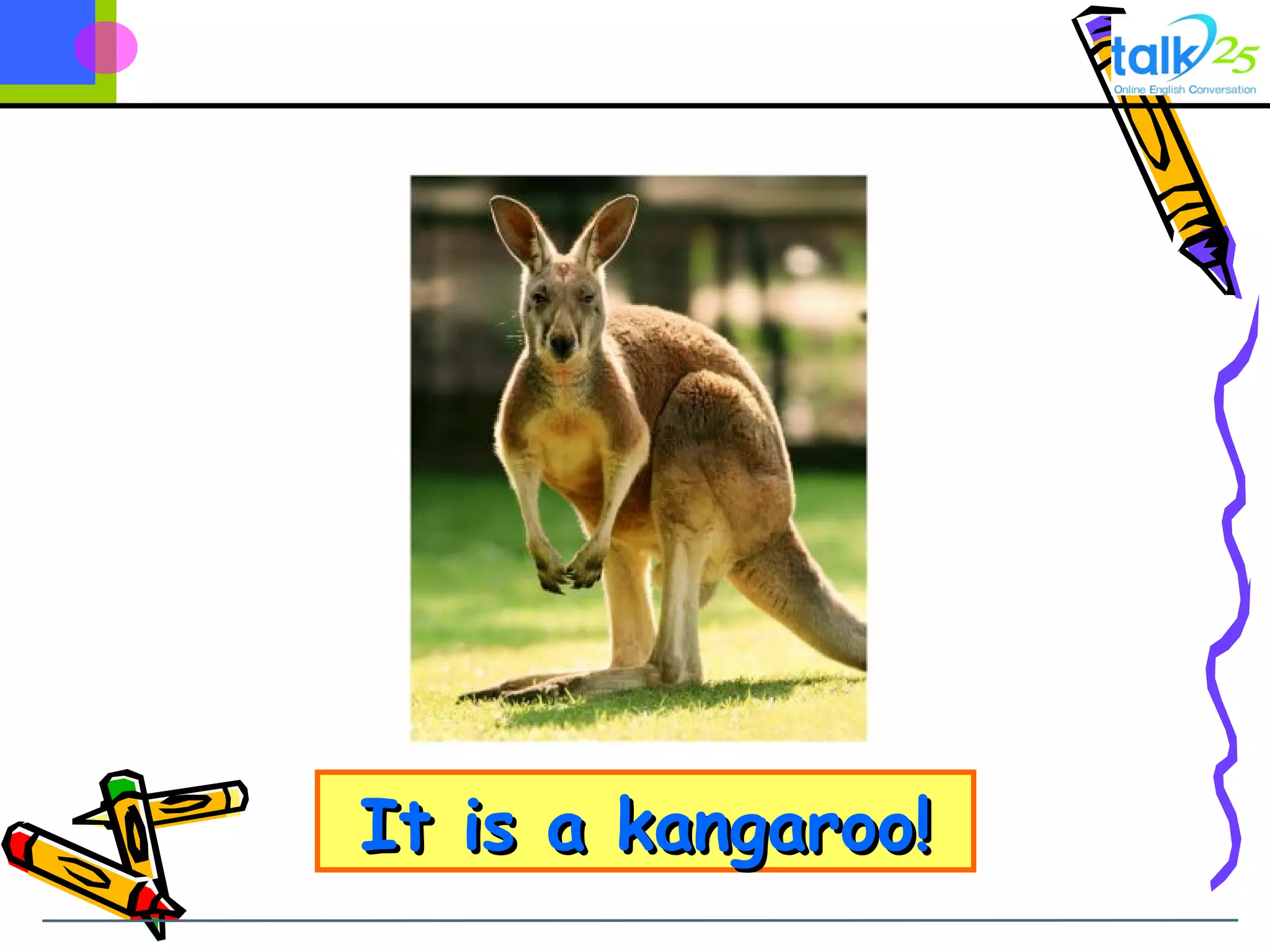 Animal guessing game | PPT