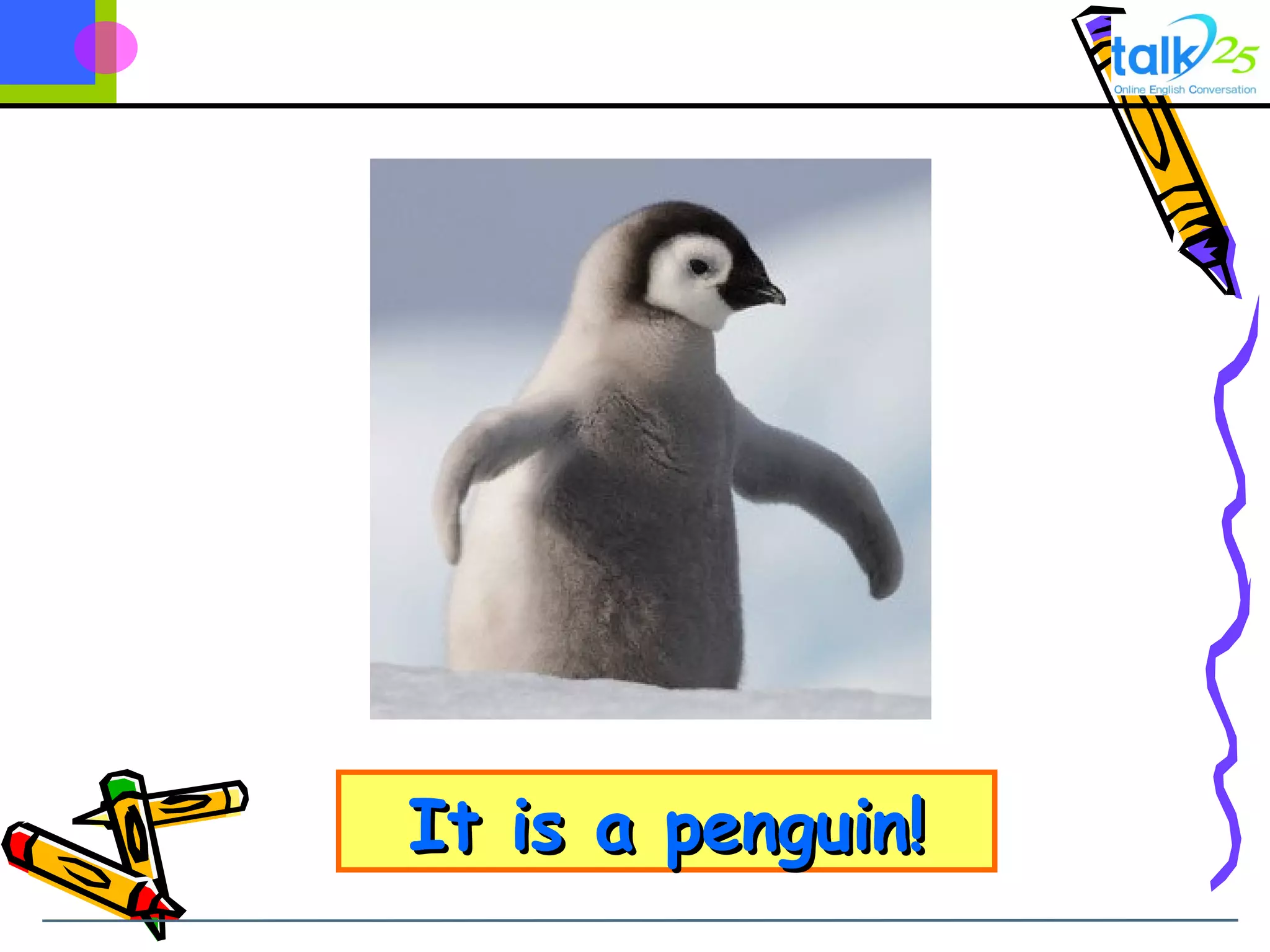 Animal guessing game | PPT