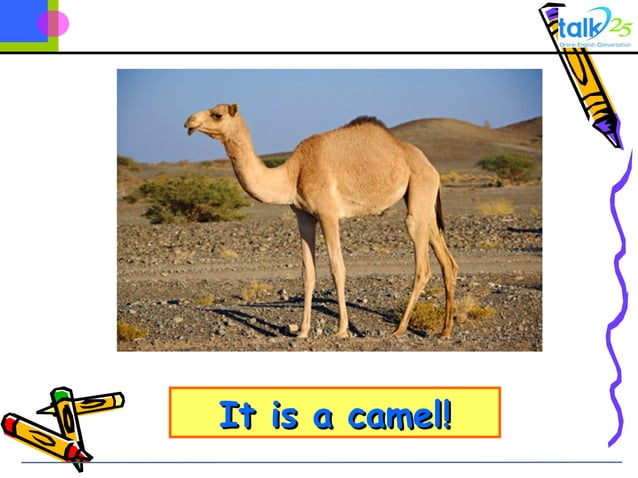 Animal guessing game | PPT