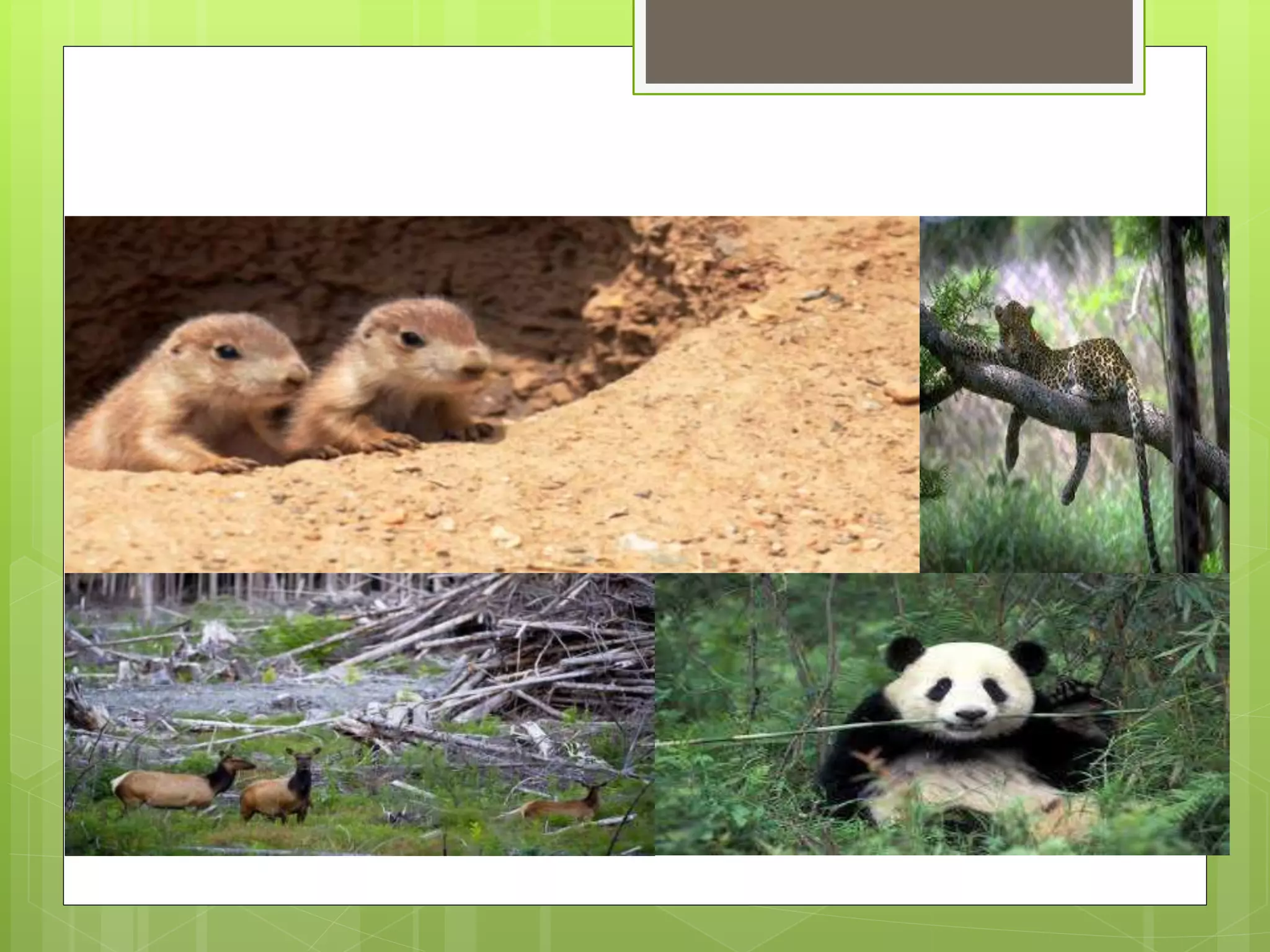 Animal habitat | PPT