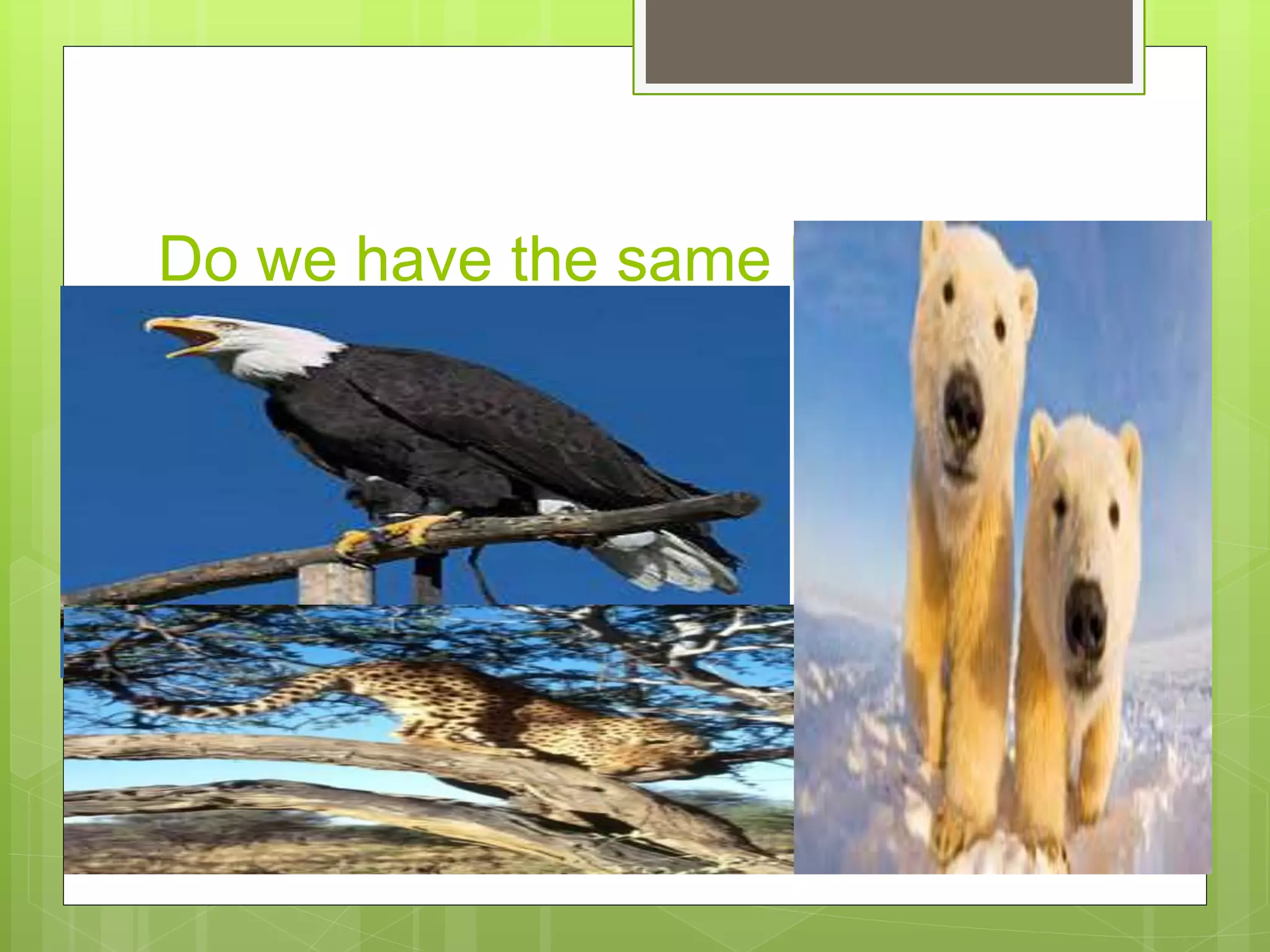 Animal habitat | PPT