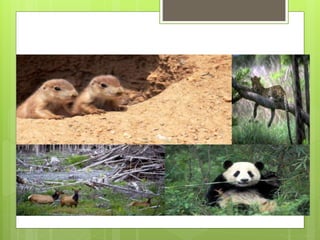 Animal habitat | PPTX