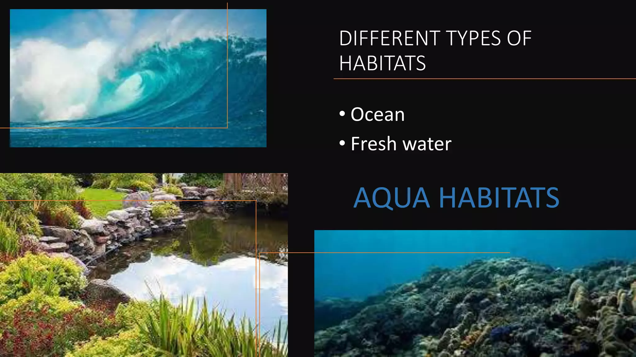 Animal habitat | PPTX